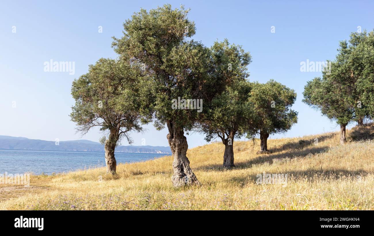 Olive tree farm hi-res stock photography and images - Alamy