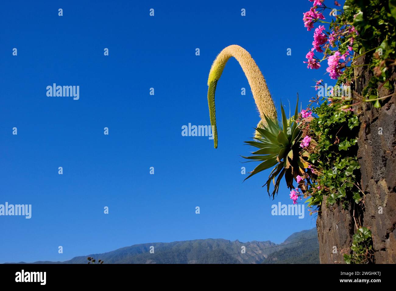 foxtail or lion's tail Agave (Agave attenuata) La Palma, Canary Islands ...