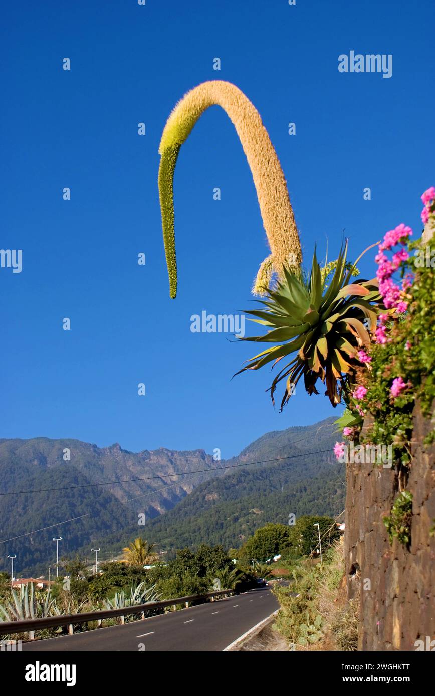 foxtail or lion's tail Agave, Schwanenhalsagave (Agave attenuata) La ...