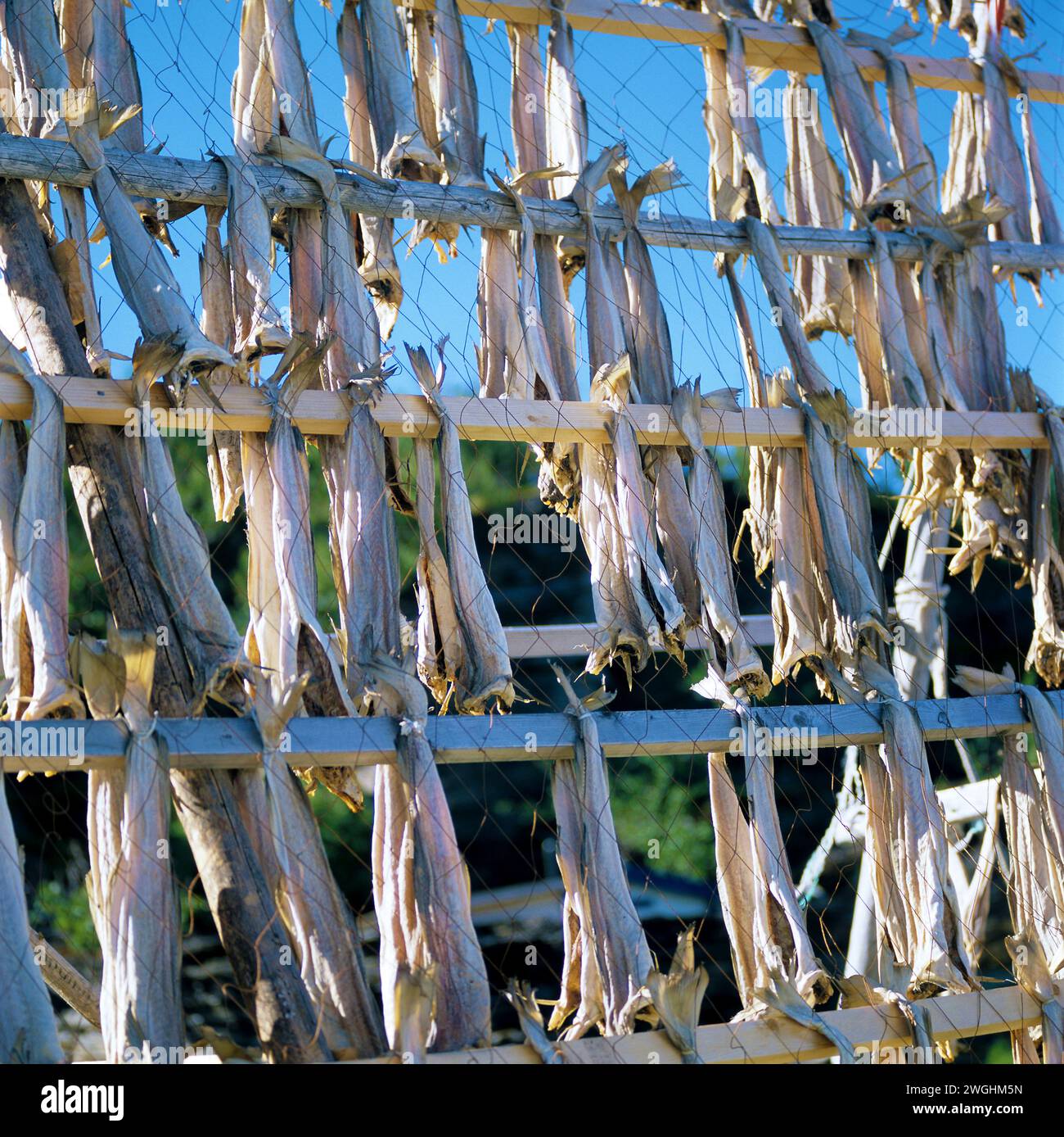 Drying cod fish, Lofoten, Norway Stock Photo - Alamy