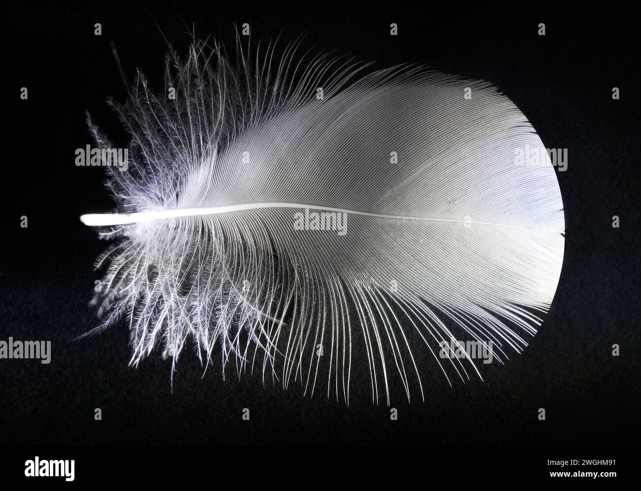 Fluffy white bird hi-res stock photography and images - Alamy