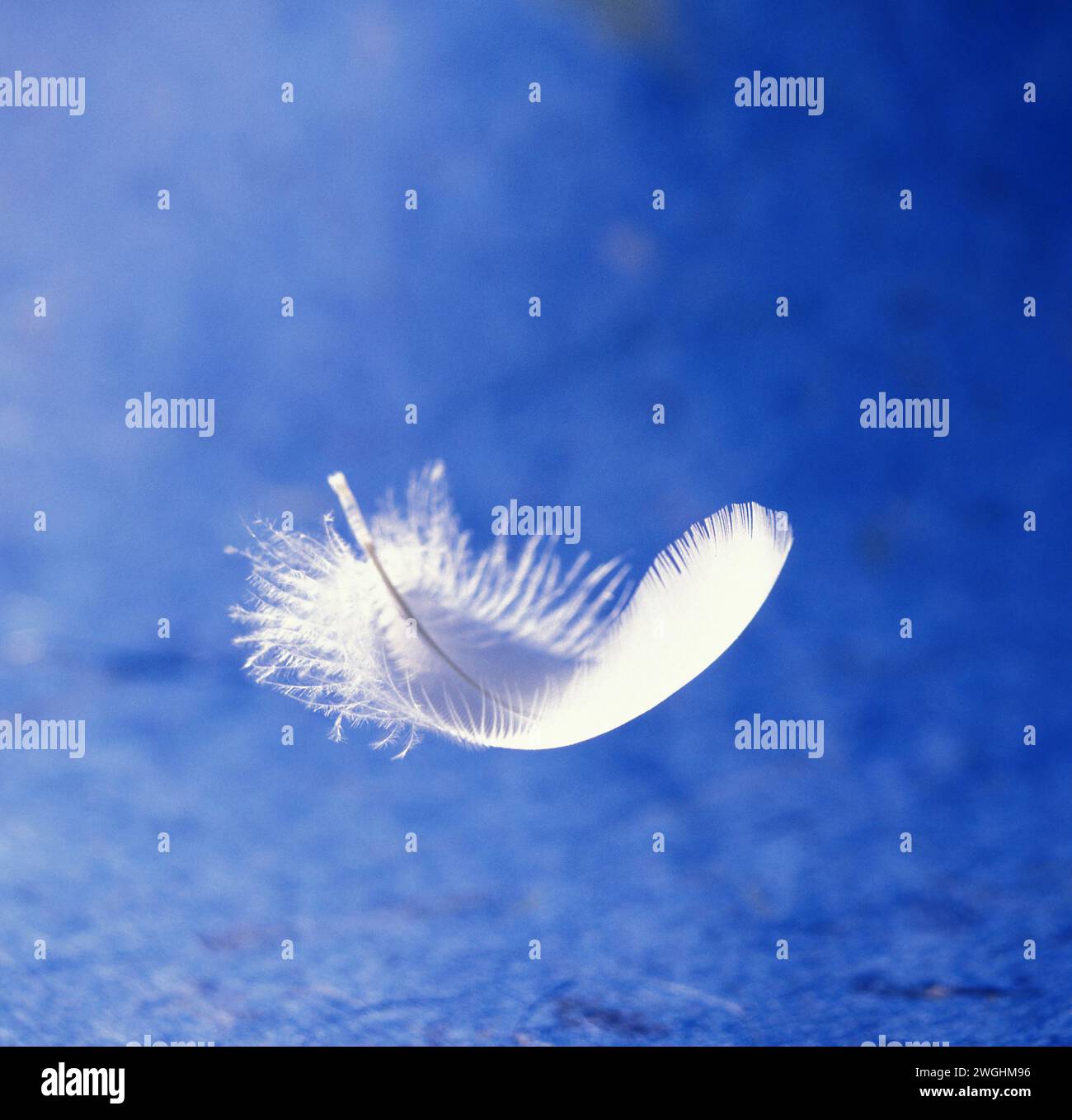 Closeup shot fluffy bird hi-res stock photography and images - Alamy