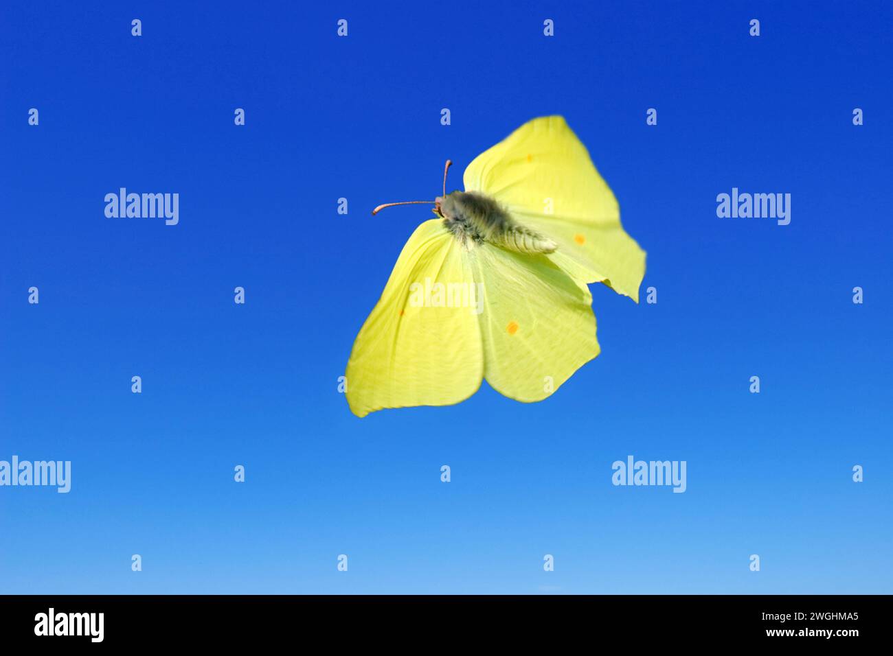 Blue flying insect with wings hi-res stock photography and images - Alamy