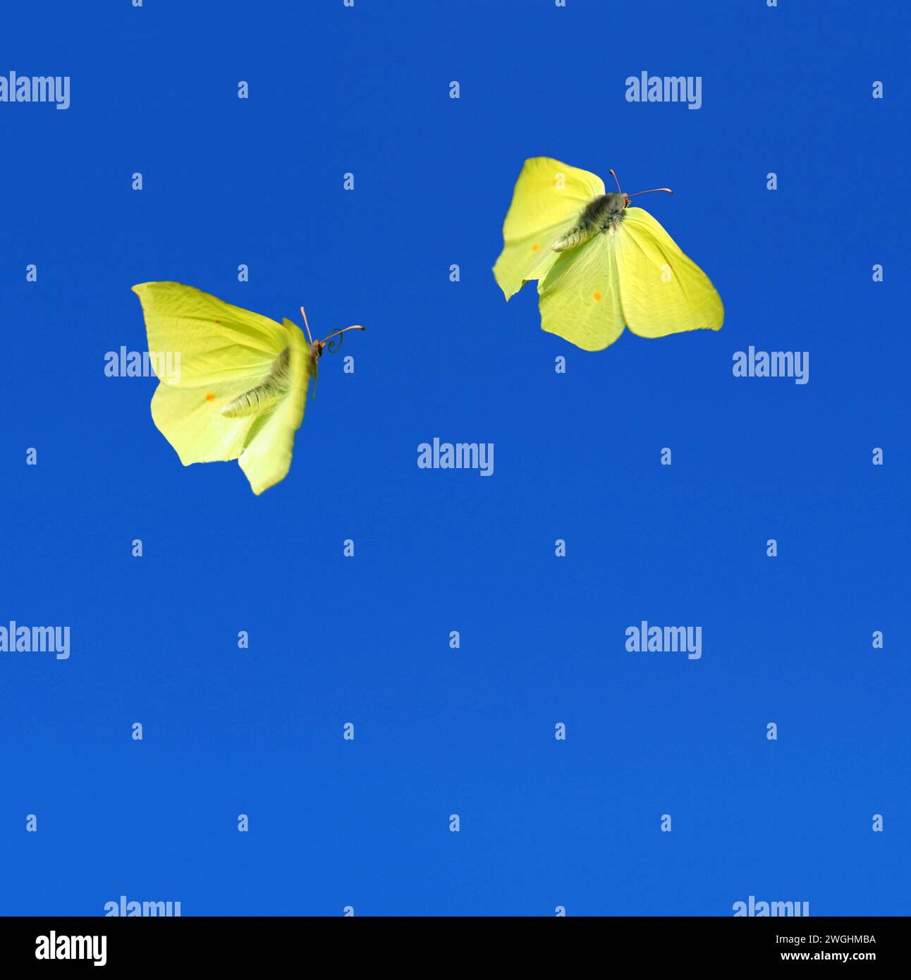 Two butterflies in flight hi-res stock photography and images - Alamy