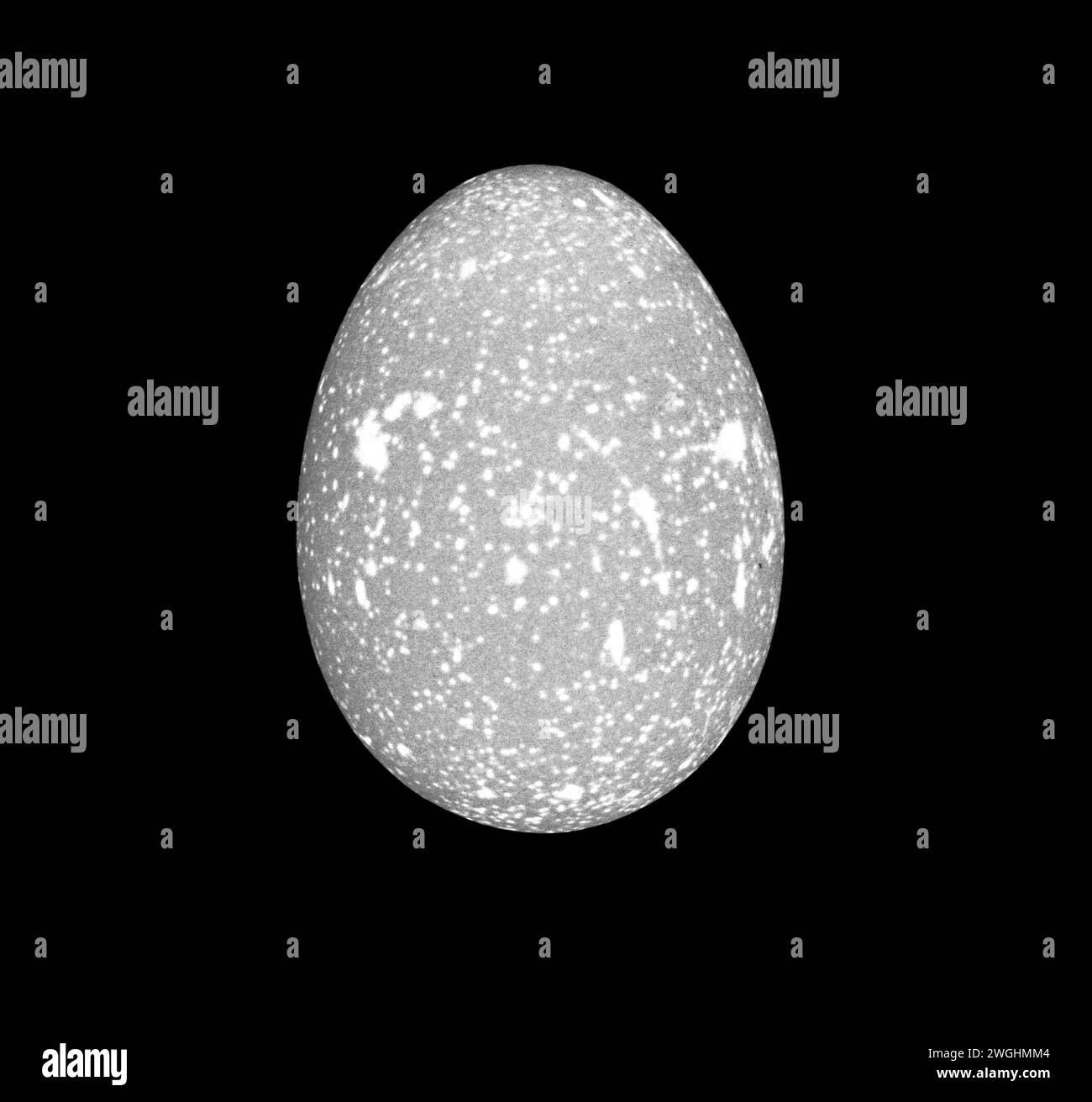 a hen's egg with visible pores in the translucent shell Stock Photo - Alamy
