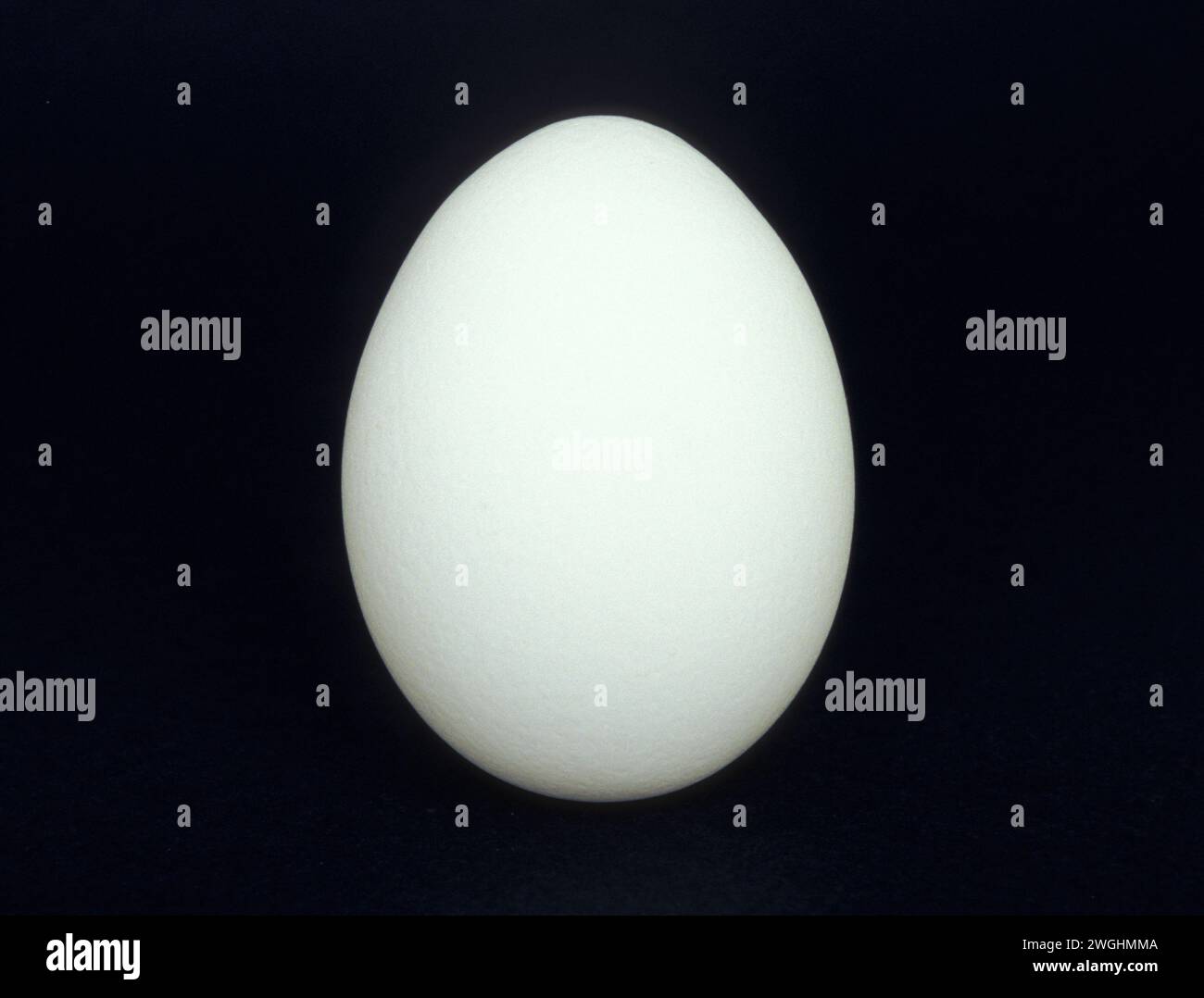 Single white egg hi-res stock photography and images - Alamy