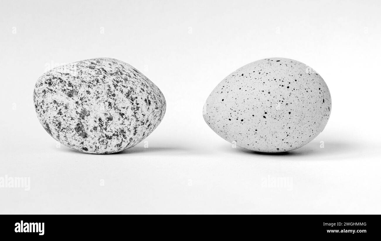 a camouflaged egg lies between pebbles, bird species unknown Stock ...
