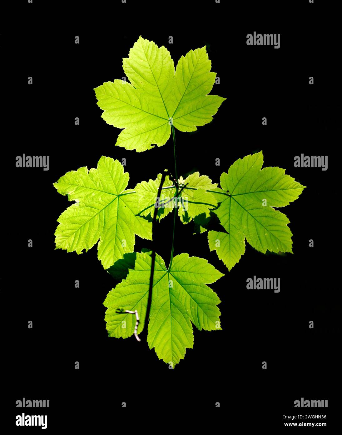 Leaves of sycamore maple (Acer pseudoplatanus) against the light Stock ...