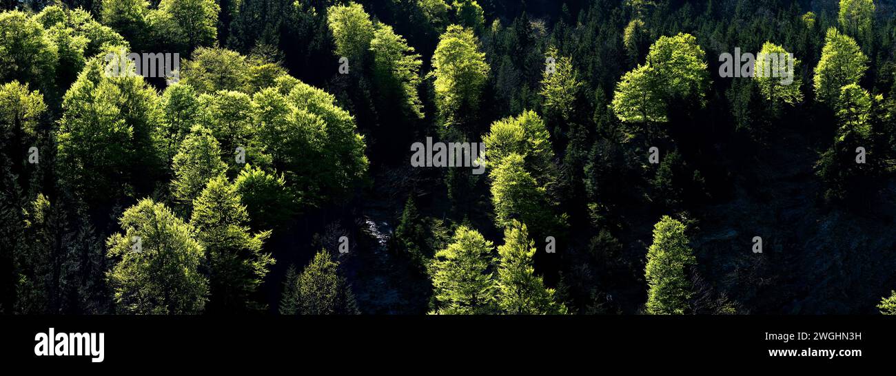 Mixed forest in spring hi-res stock photography and images - Alamy
