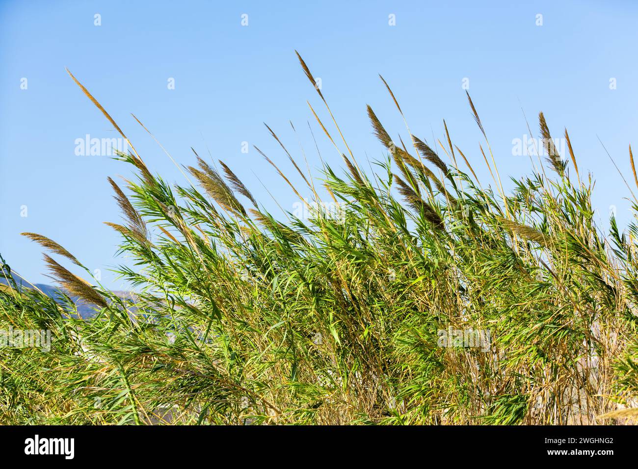 Wetland grass hi-res stock photography and images - Alamy