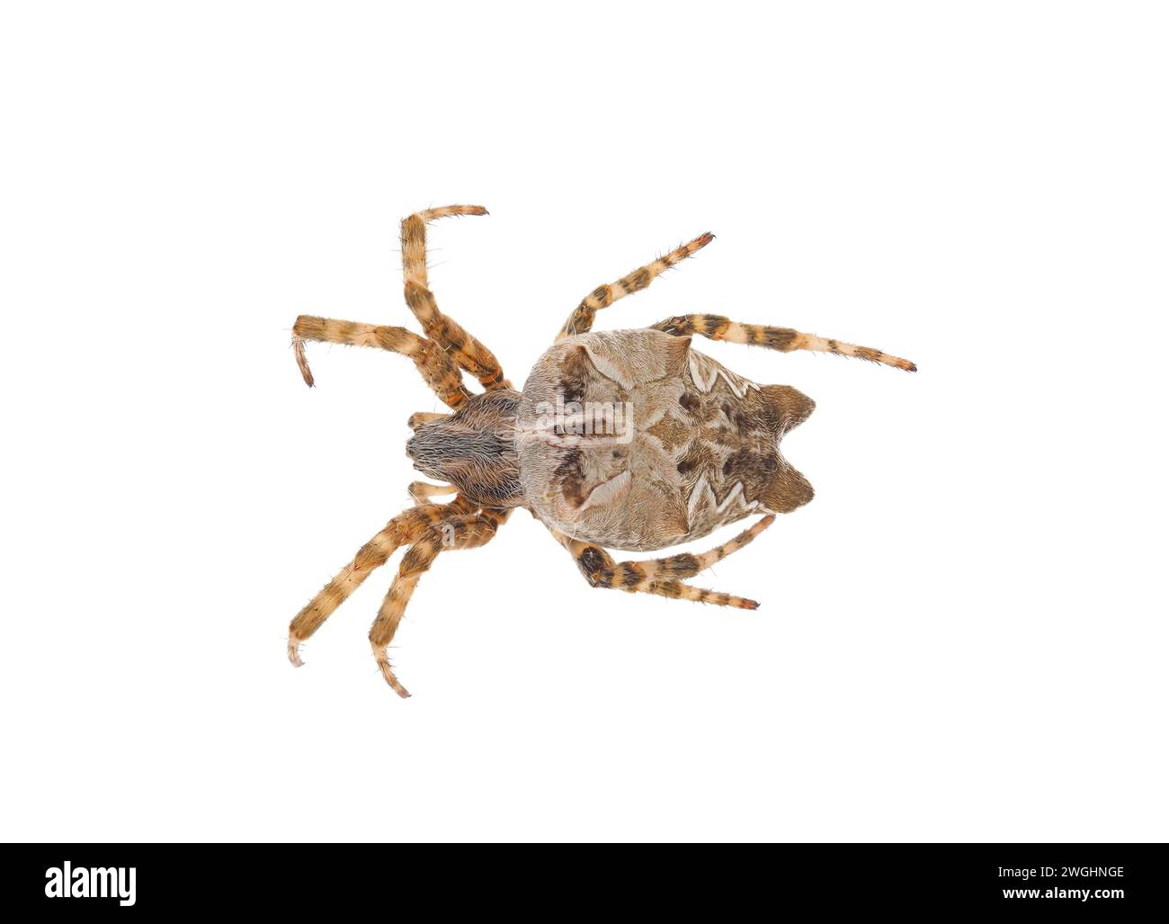 Brown tropical tent-web spider isolated on white background, Cyrtophora ...