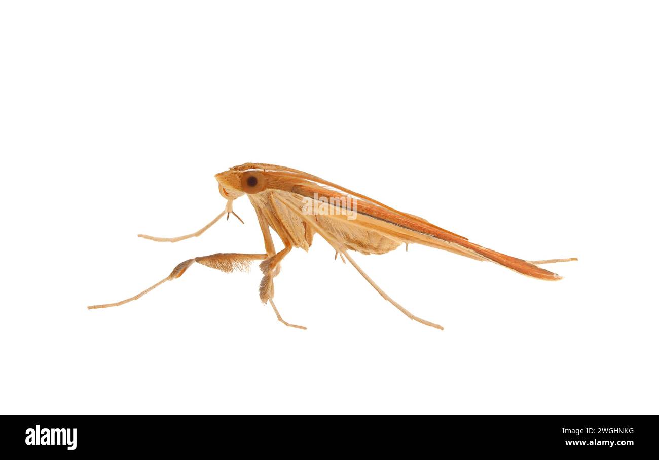 Red birch slender moth isolated on white background, Caloptilia ...