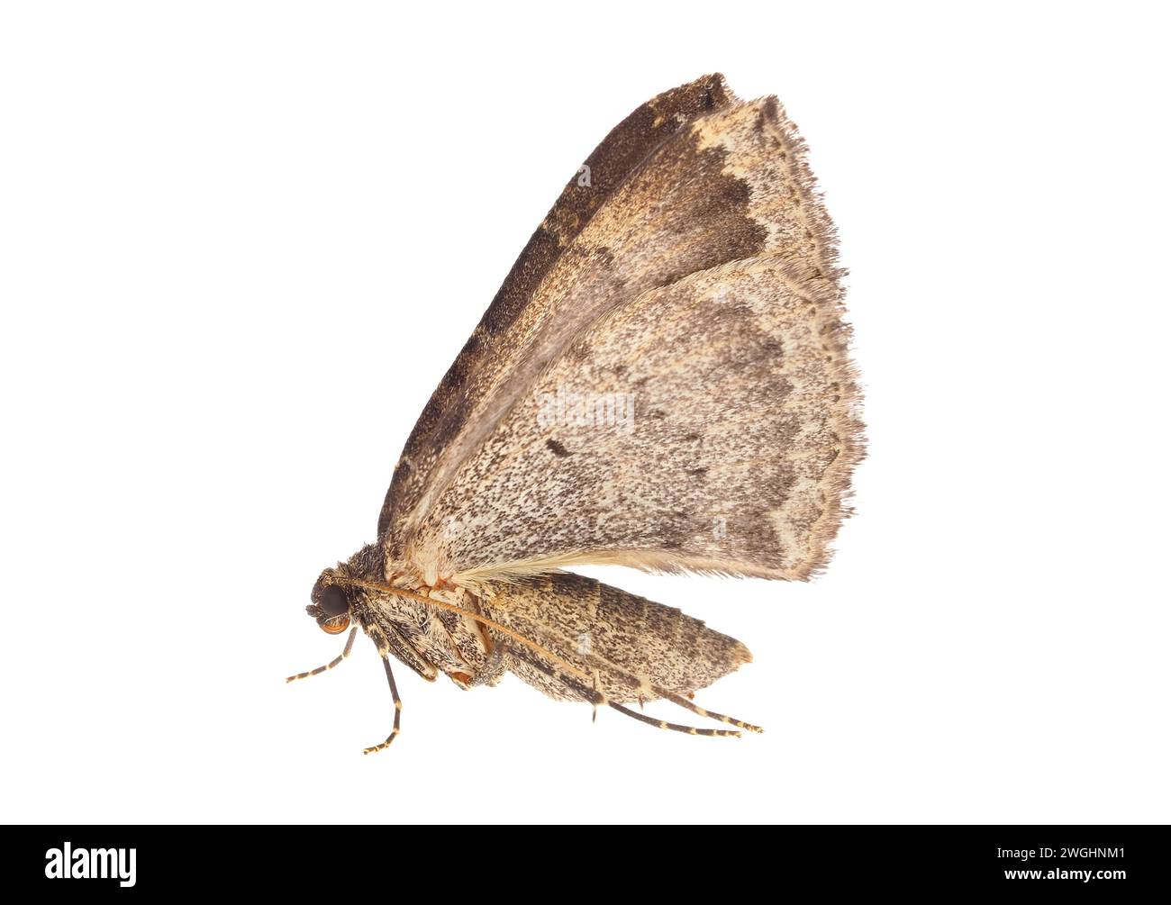 Tissue moth isolated on white background, Triphosa dubitata Stock Photo ...