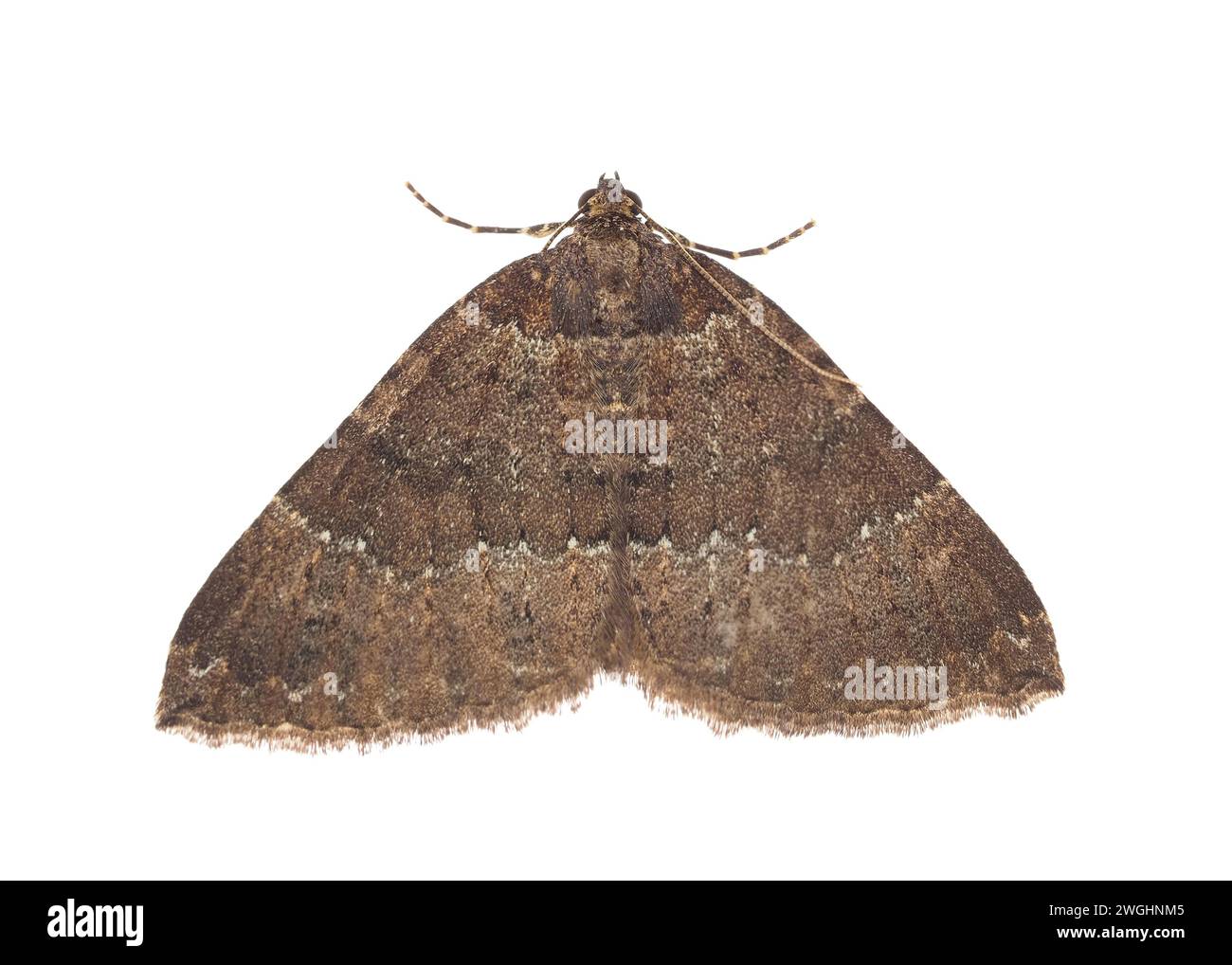 Tissue moth isolated on white background, Triphosa dubitata Stock Photo ...