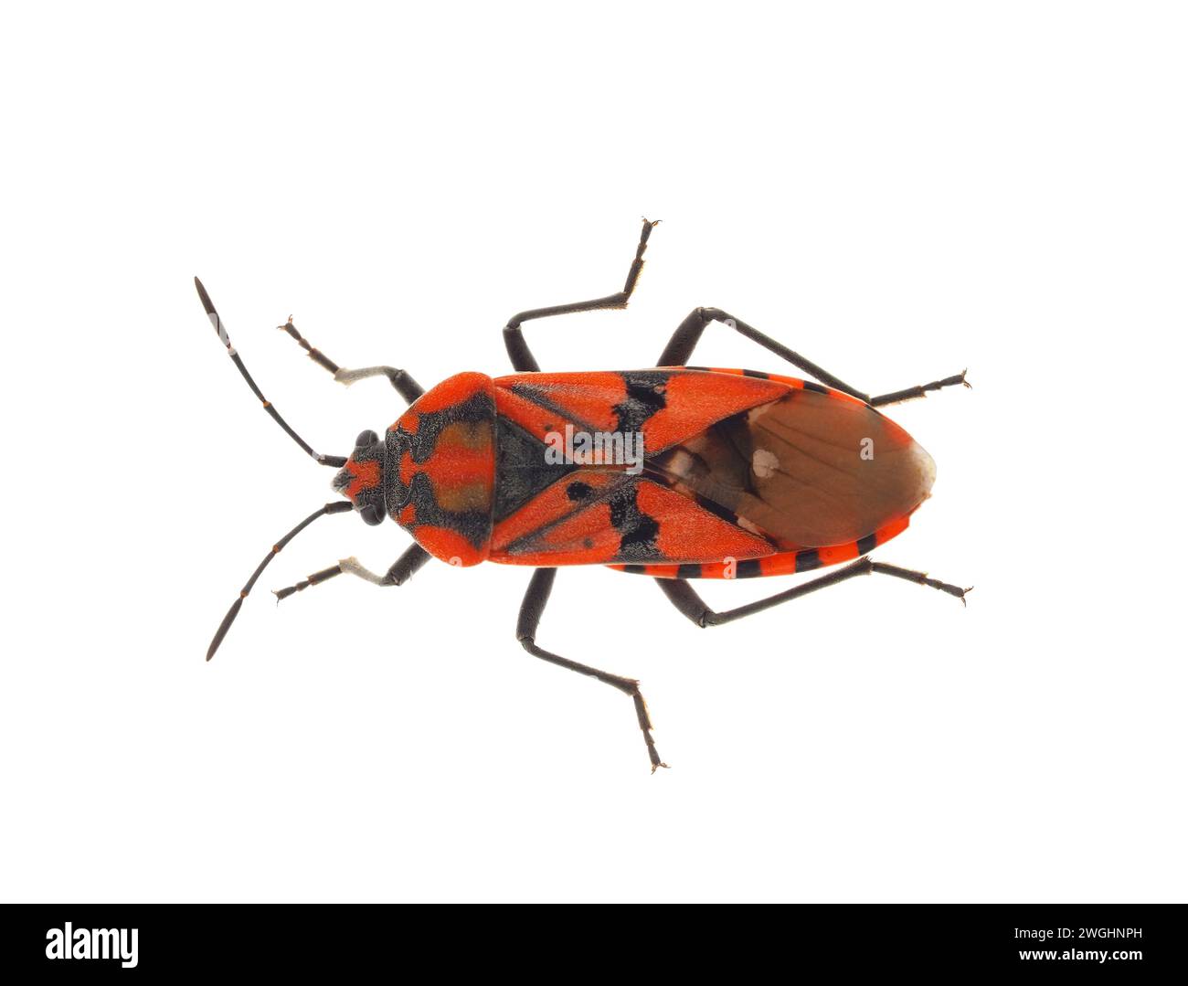 Soldier bug isolated on white background, Spilostethus pandurus Stock ...