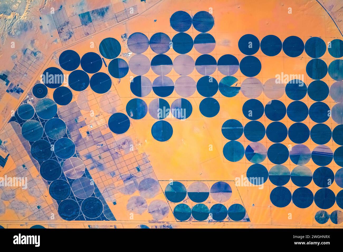 Desert crops in Egypt Stock Photo - Alamy