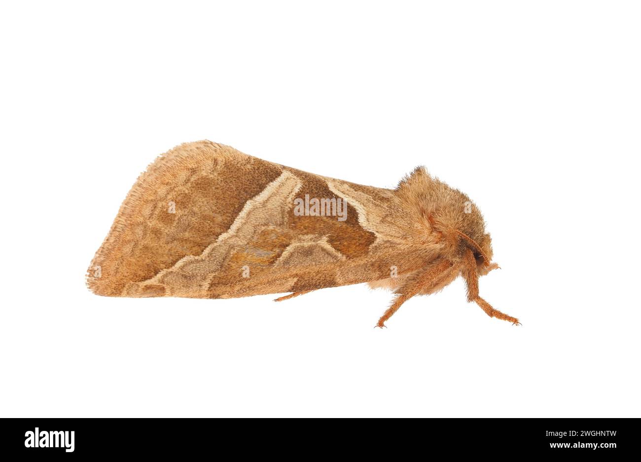 Orange swift moth isolated on white background, Triodia sylvina Stock ...
