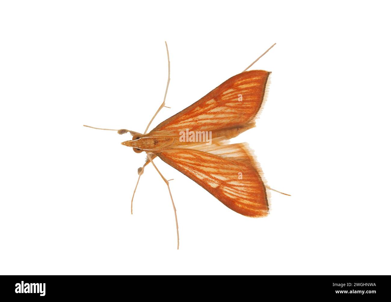 Red birch slender moth isolated on white background, Caloptilia ...
