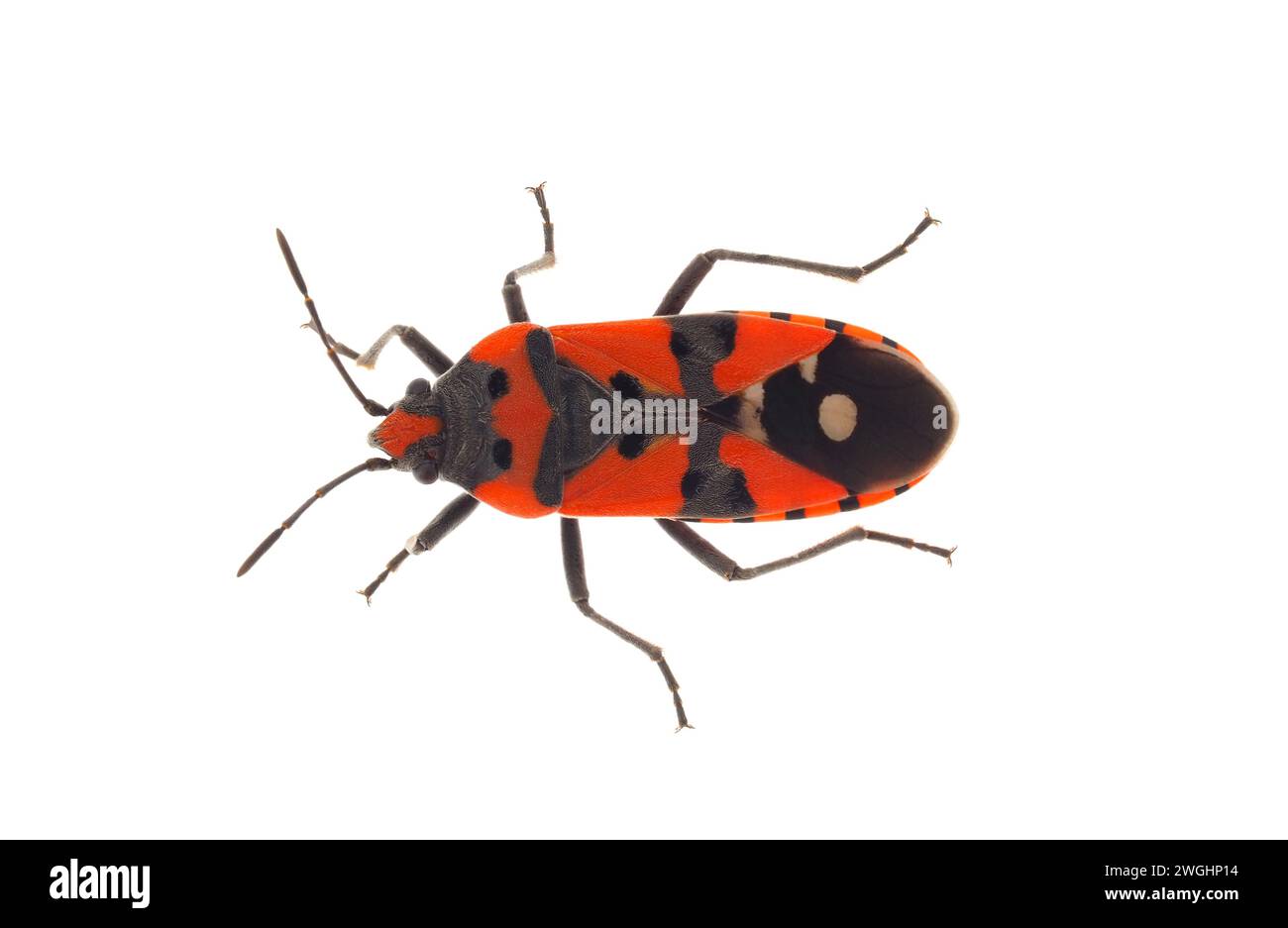 Mediterranean red bug hi-res stock photography and images - Alamy