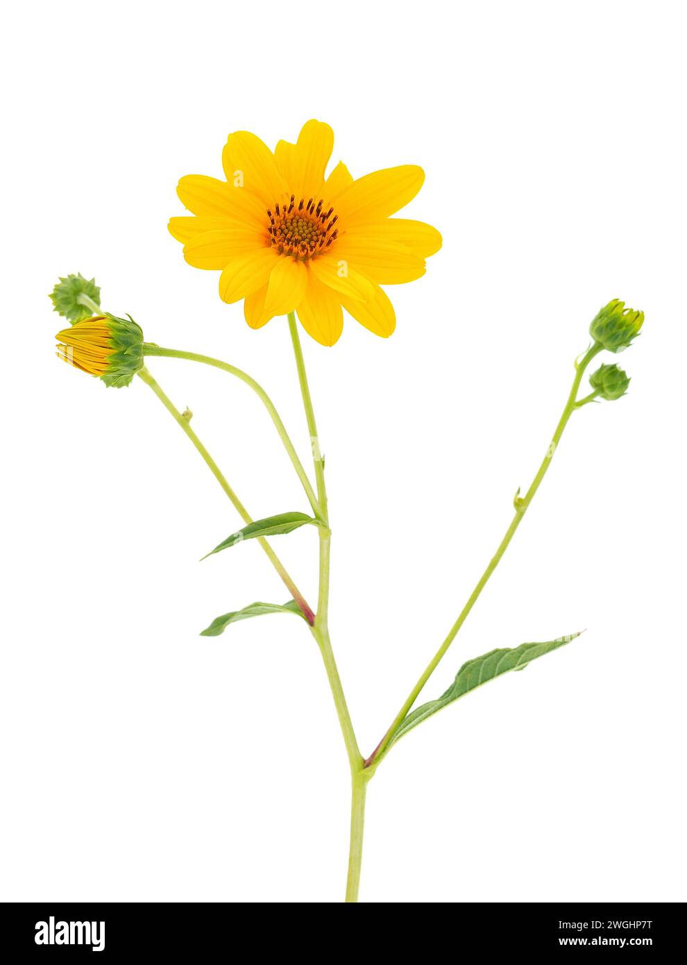 Cheerful sunflower isolated on white background, Helianthus laetiflorus ...