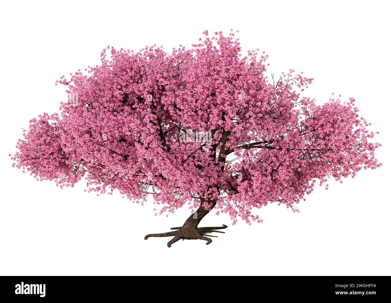 3D rendering of a pink blooming sakura tree isolated on white ...