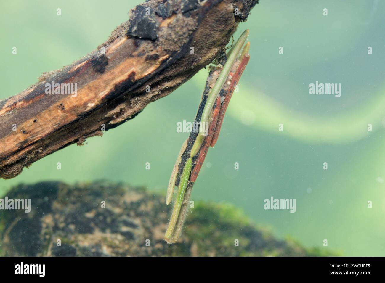Casemaker hi-res stock photography and images - Alamy