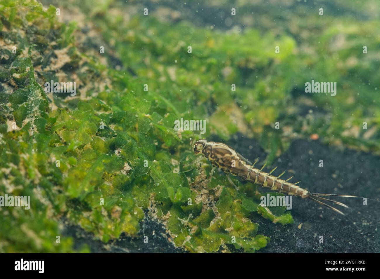 Southern iron blue mayfly larva (Baetis niger Stock Photo - Alamy