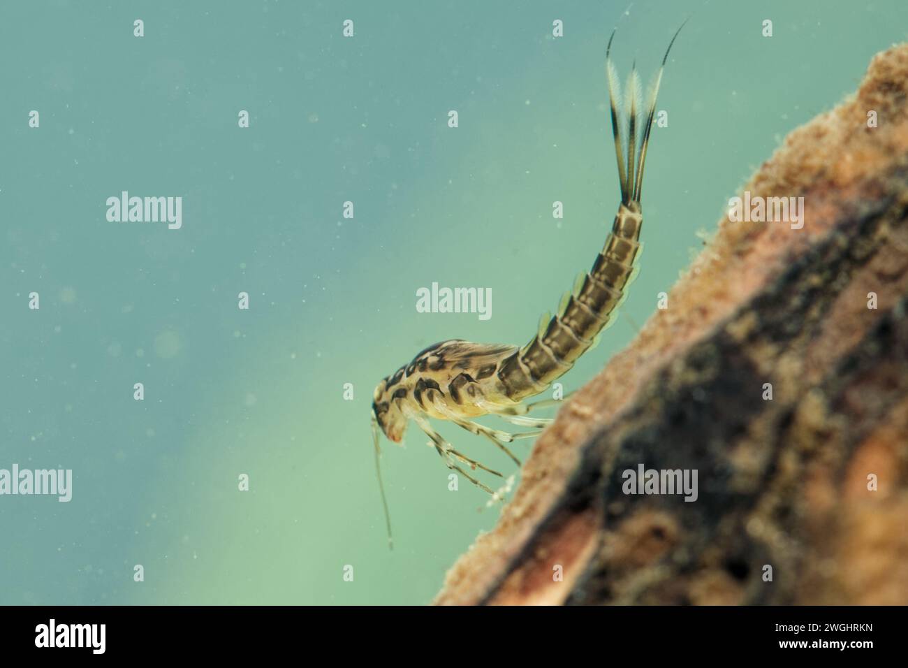 Southern iron blue mayfly larva (Baetis niger Stock Photo - Alamy