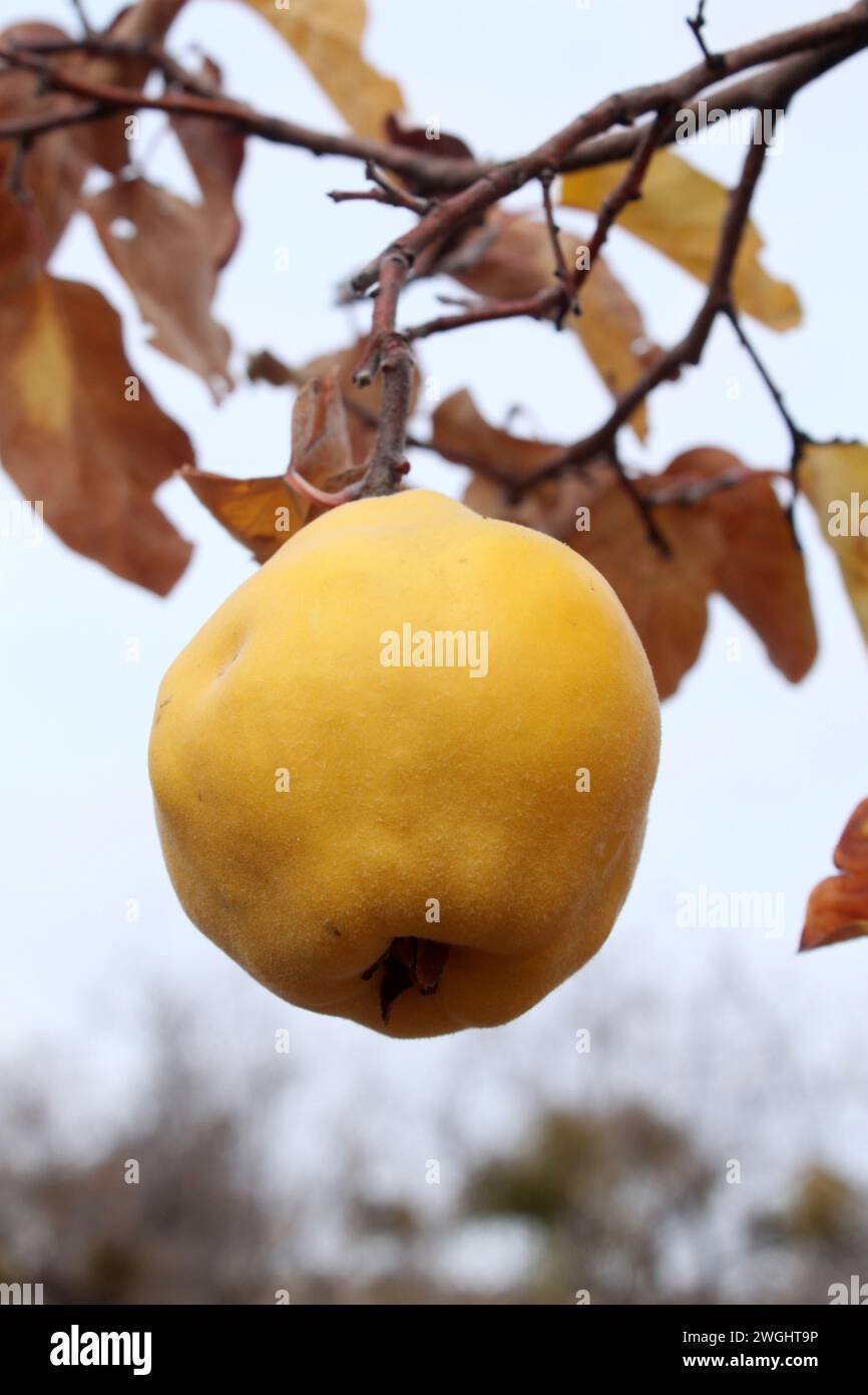 Hanging quinces hi-res stock photography and images - Alamy