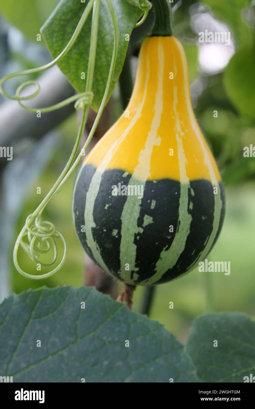 Ornamental gourd field hi-res stock photography and images - Alamy