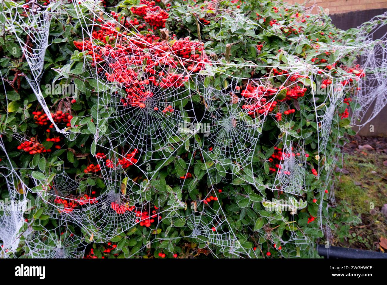 Orb web spider webs Stock Photo - Alamy