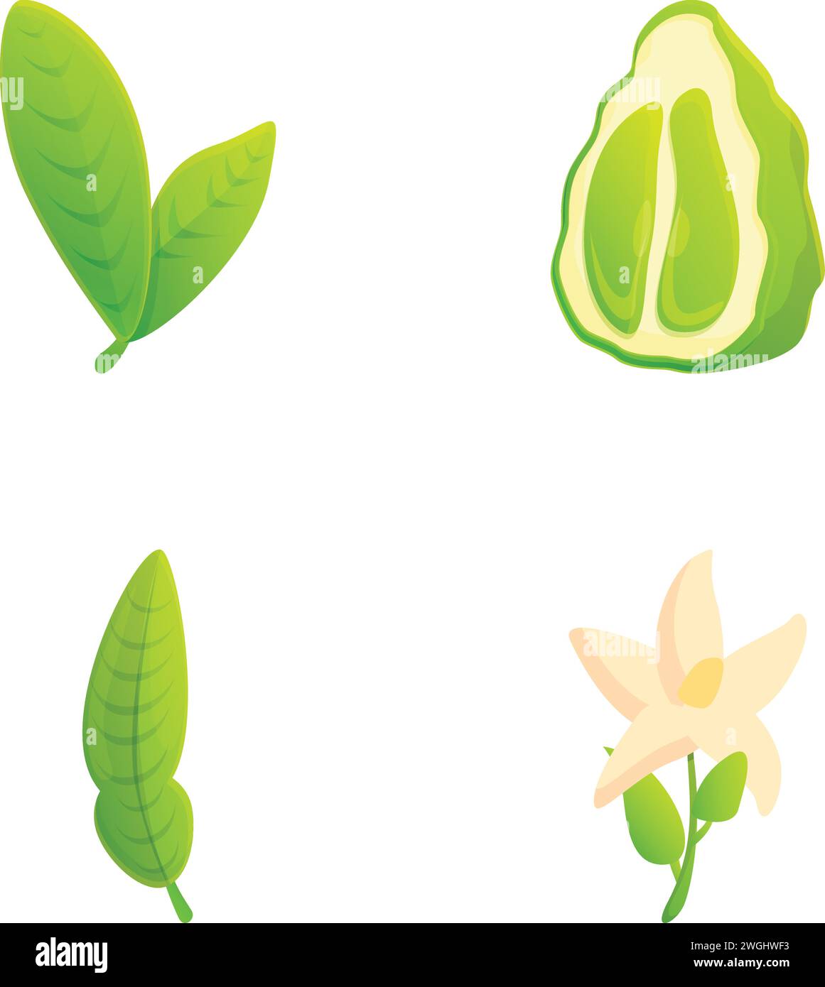 Lime icons set cartoon vector. Fresh organic green citrus. Healthy ...