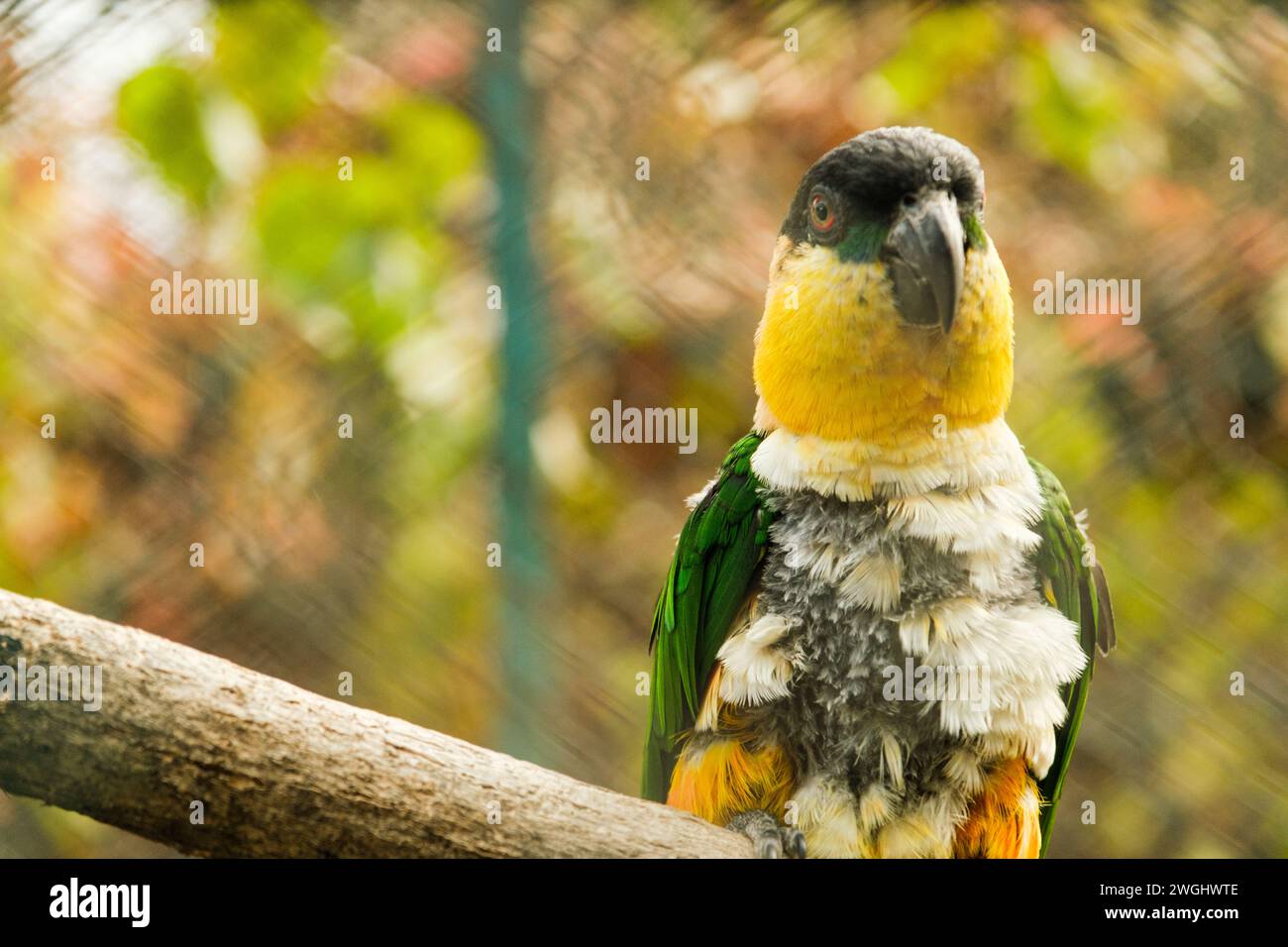 Ornamental perch hi-res stock photography and images - Alamy