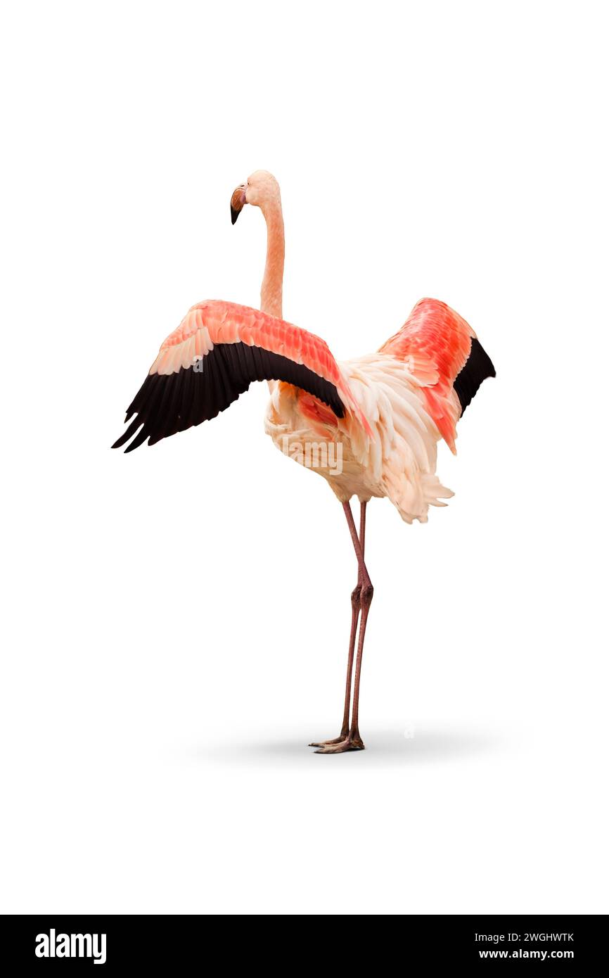 Elegant flamingo standing serenely with a white backdrop, showcasing ...