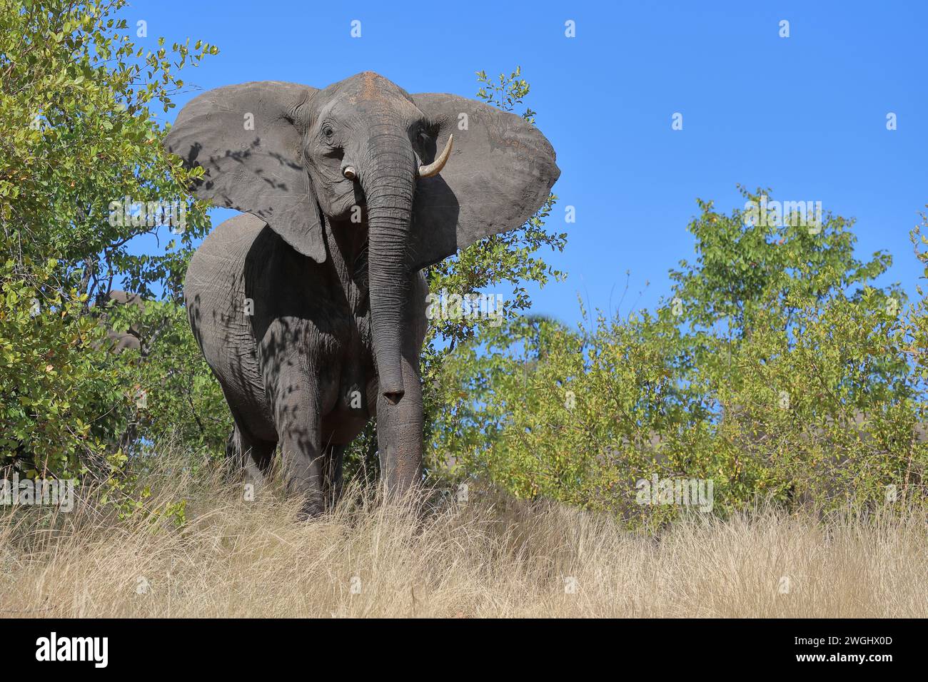 Afrikanischer Elefant / African elephant / Loxodonta africana Stock ...