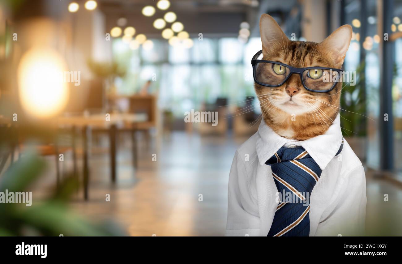 White shirt and tie cat hi-res stock photography and images - Alamy