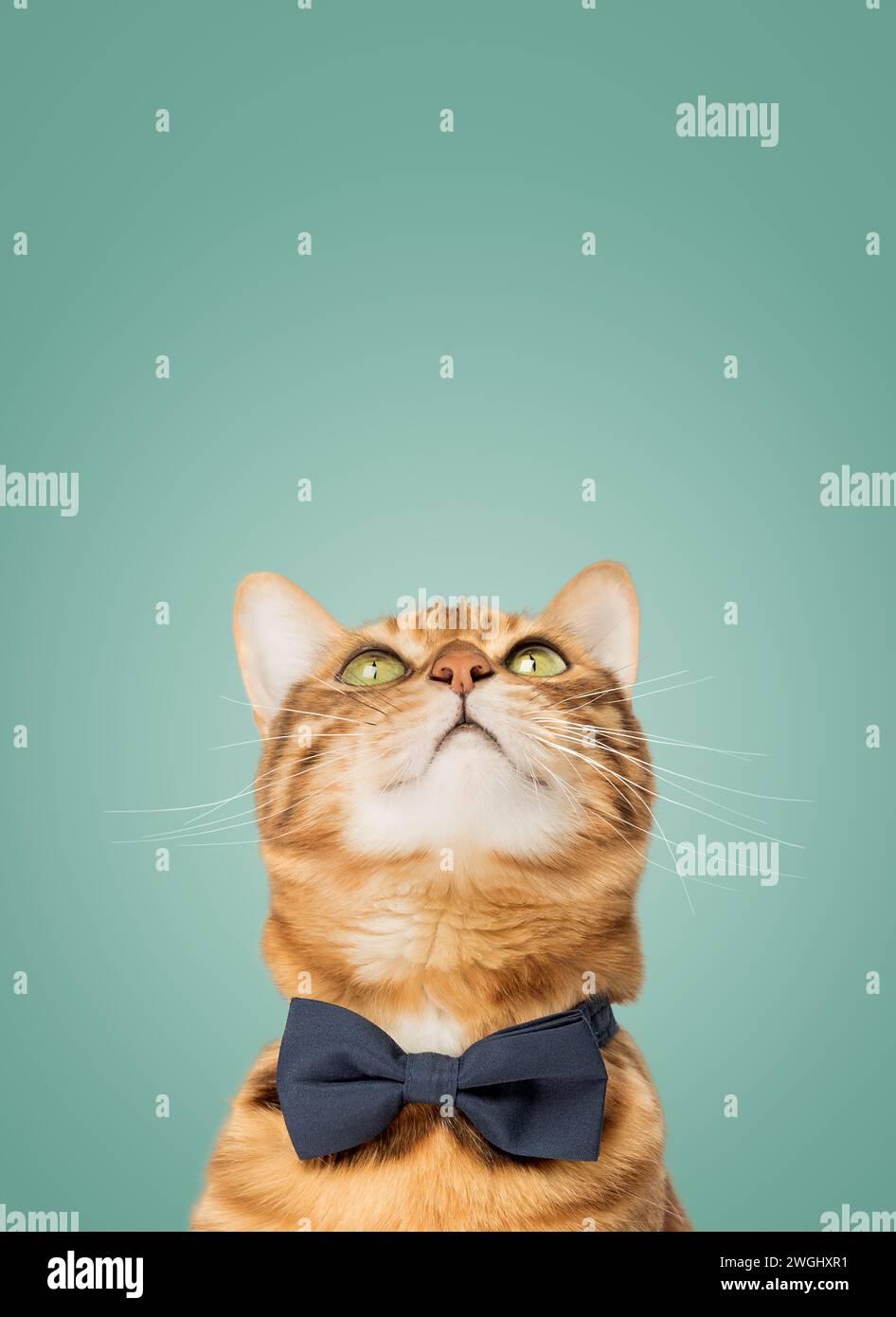 Cat wearing ribbon hi-res stock photography and images - Alamy