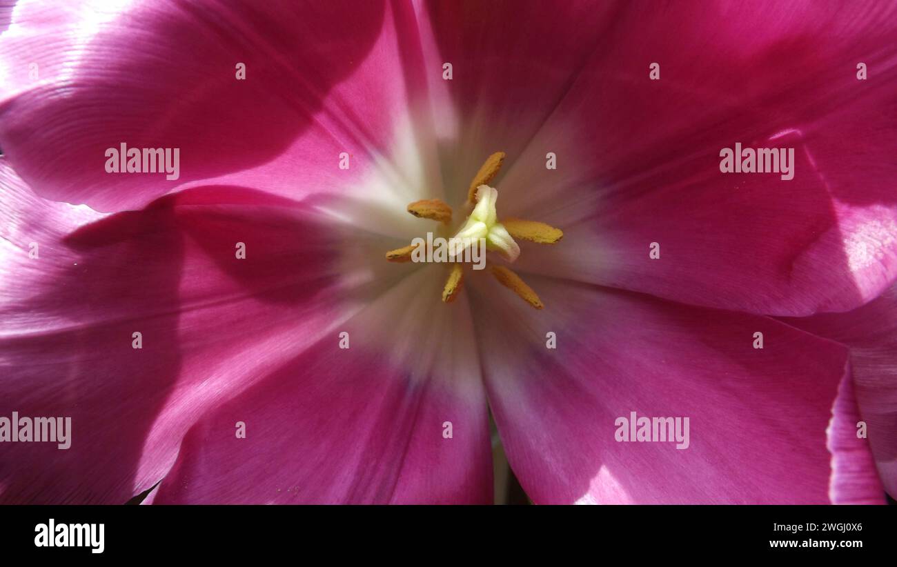 Woody plant hi-res stock photography and images - Alamy