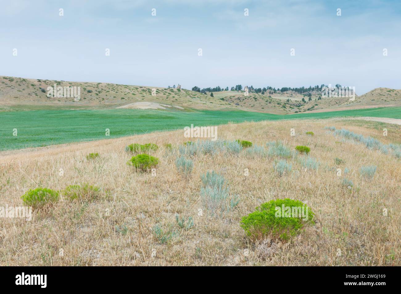Grasses growing view across hi-res stock photography and images - Alamy