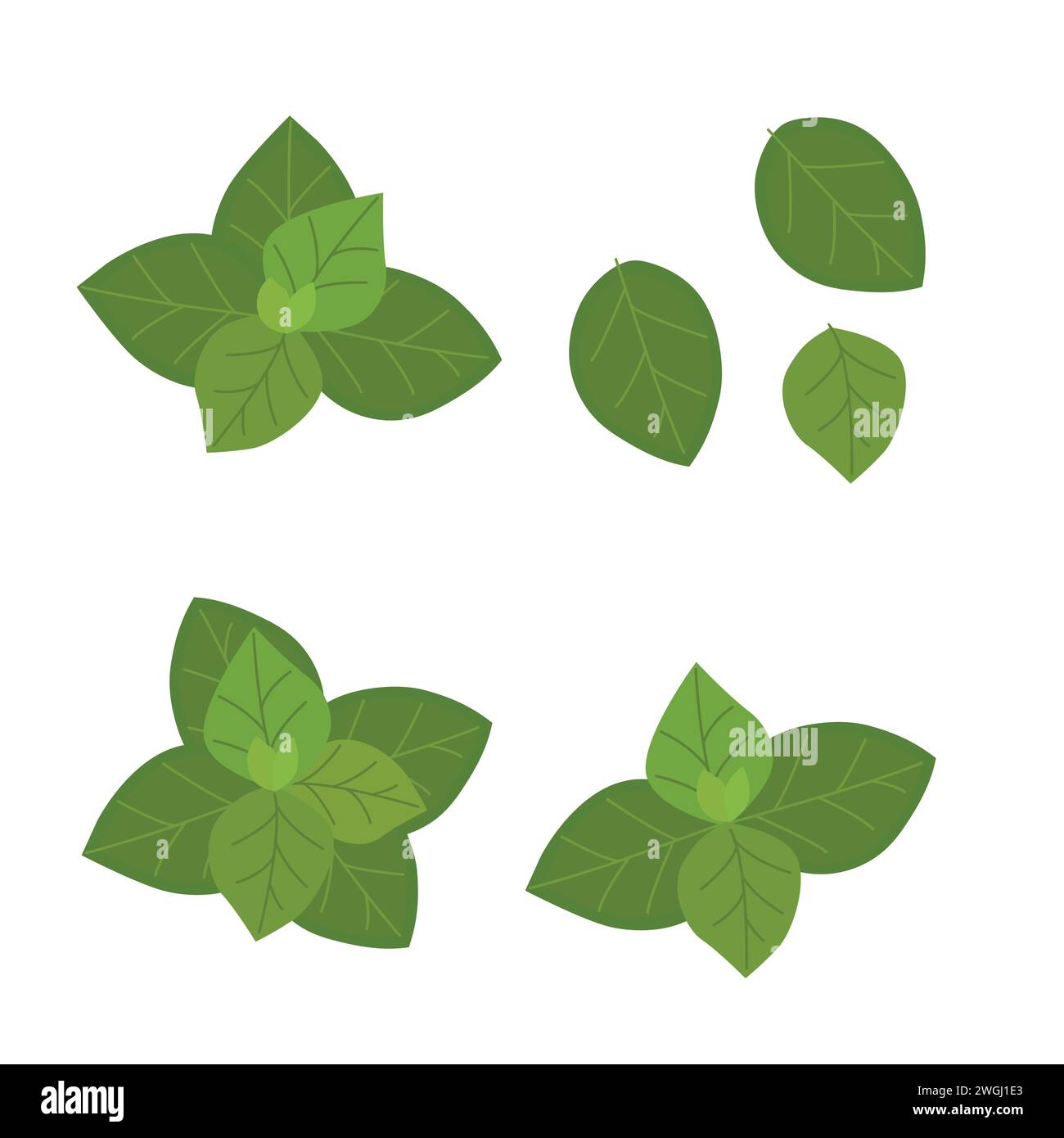 Fresh basil leaves isolated on white background. Basil leaves vector ...