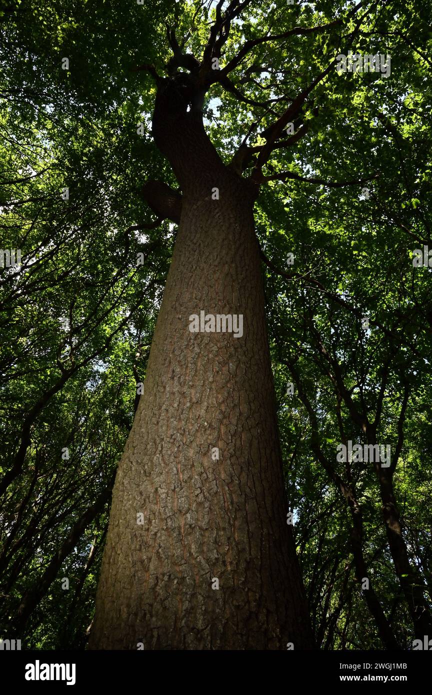 Old pedunculate oak (Quercus robur) tree photographed from the bottom ...