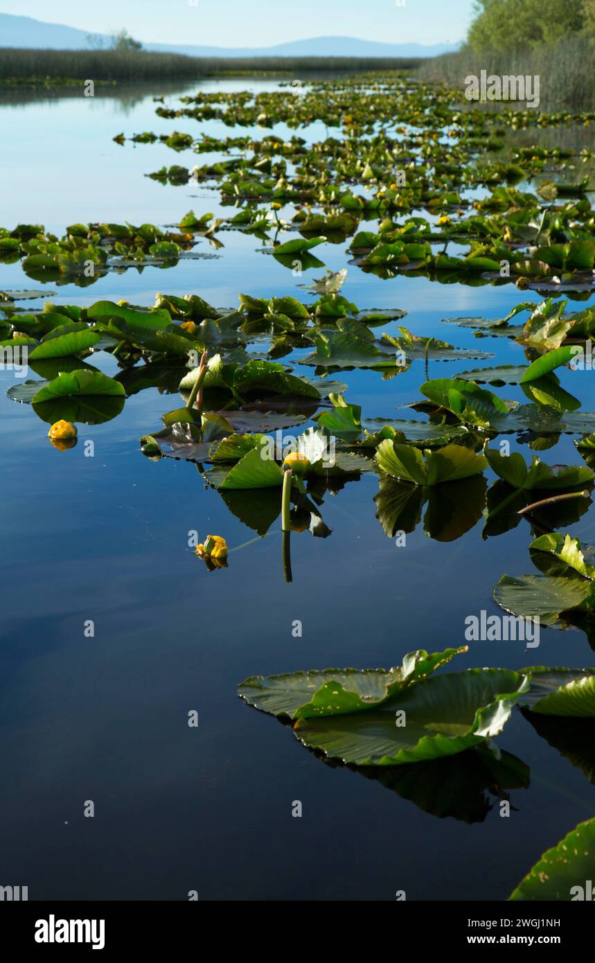 Wocus along Upper Klamath Canoe Trail, Winema National Forest, Volcanic ...