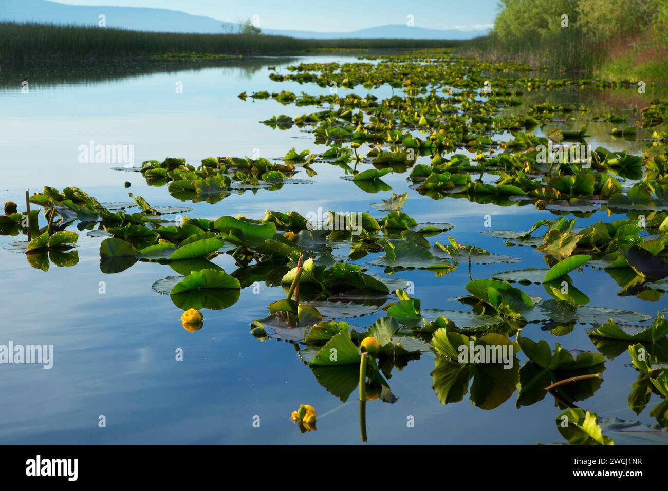 Wocus along Upper Klamath Canoe Trail, Winema National Forest, Volcanic ...
