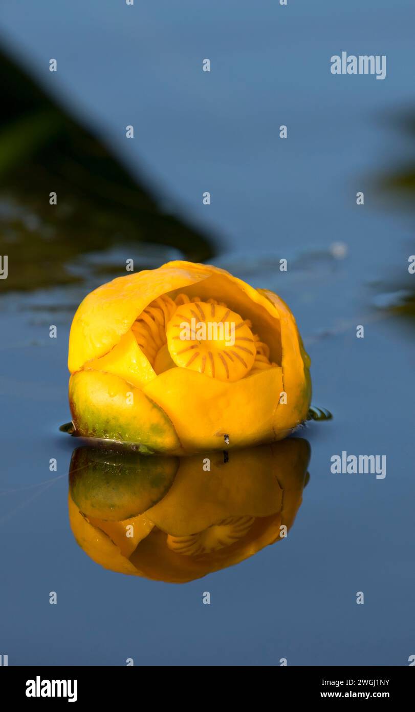 Wocus along Upper Klamath Canoe Trail, Winema National Forest, Volcanic ...