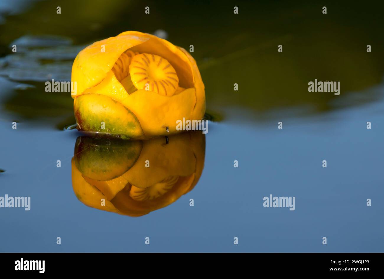 Wocus along Upper Klamath Canoe Trail, Winema National Forest, Volcanic ...