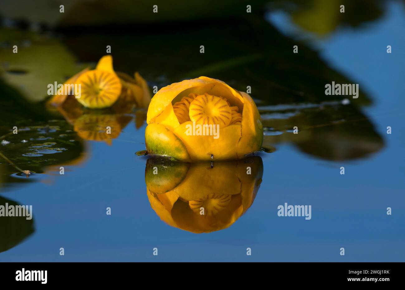 Wocus along Upper Klamath Canoe Trail, Winema National Forest, Volcanic ...