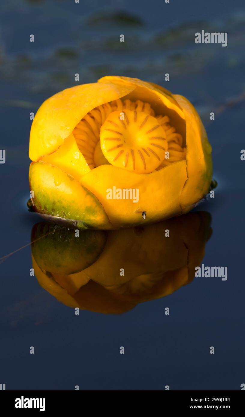 Wocus along Upper Klamath Canoe Trail, Winema National Forest, Volcanic ...