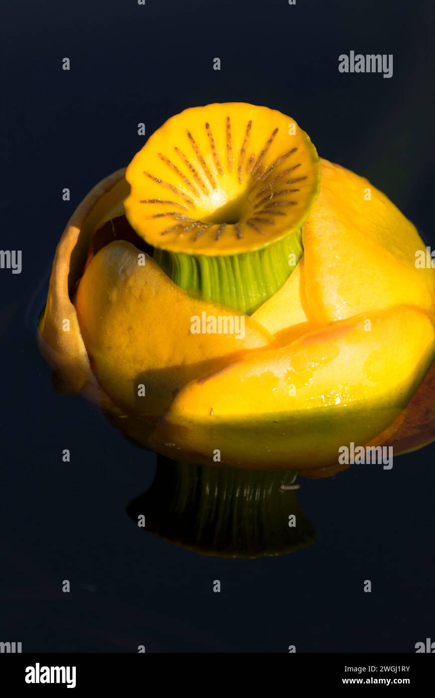 Wocus along Upper Klamath Canoe Trail, Winema National Forest, Volcanic ...