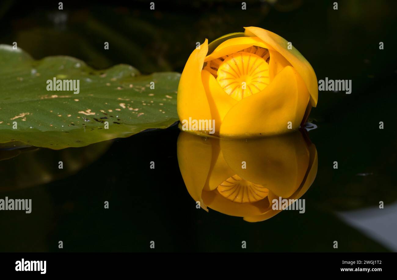 Wocus along Upper Klamath Canoe Trail, Winema National Forest, Volcanic ...