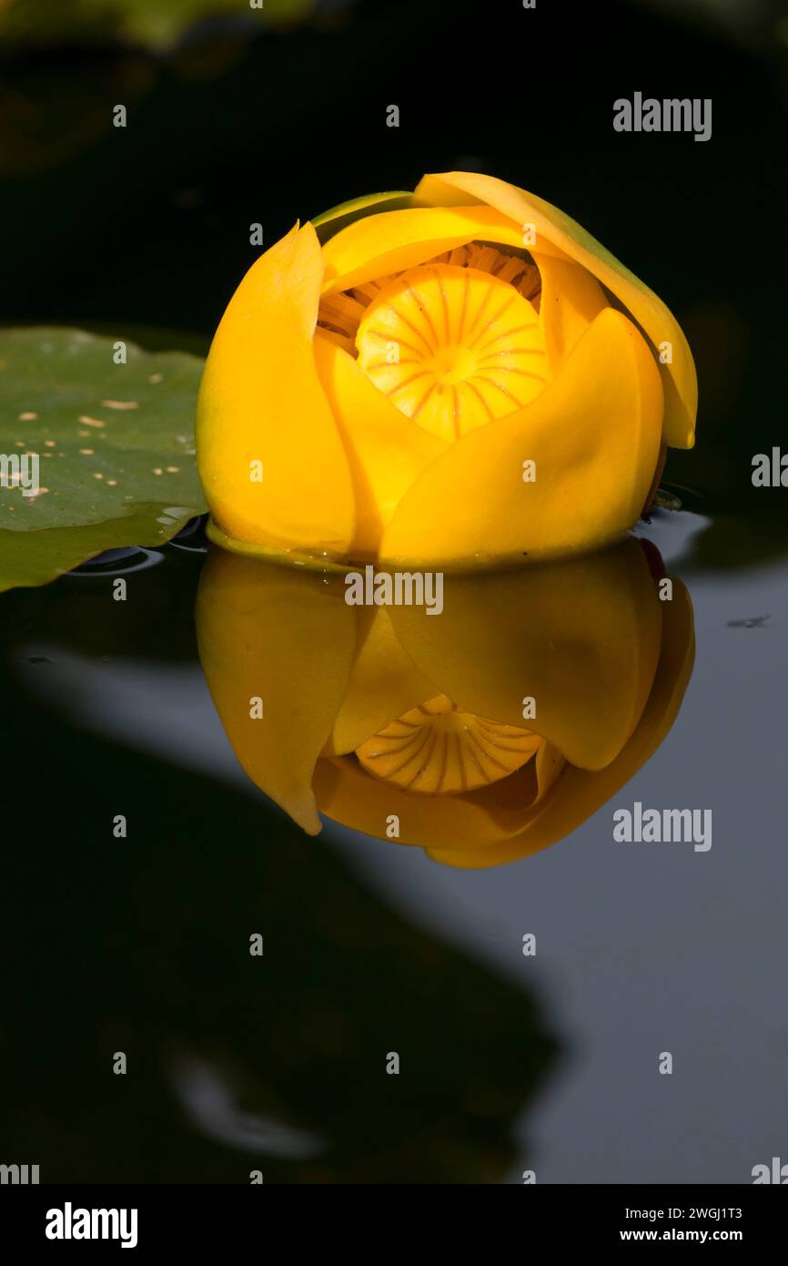 Wocus along Upper Klamath Canoe Trail, Winema National Forest, Volcanic ...